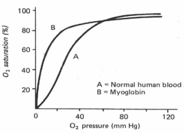 Understanding the Hemoglobin and Myoglobin Dissociation Curves